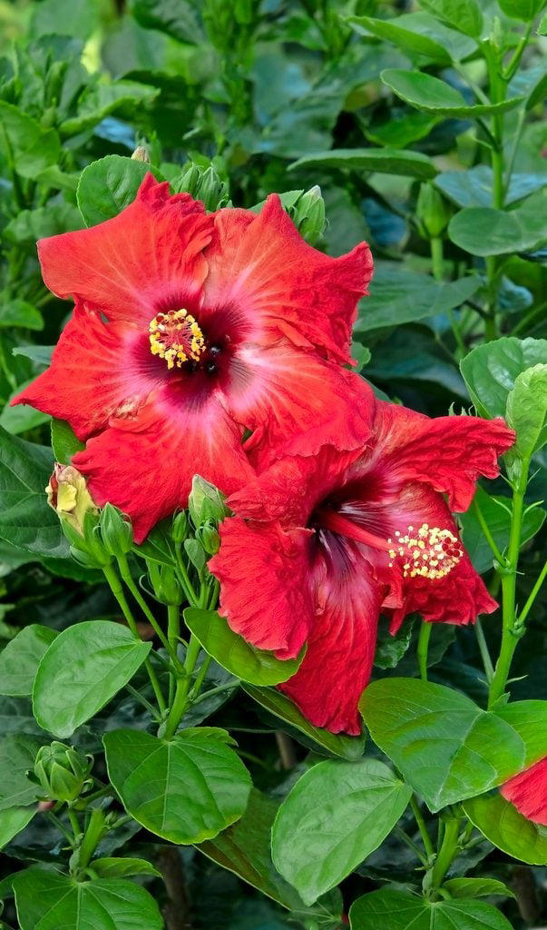 Hibiscus Flower Care 101: Outdoors and Indoors