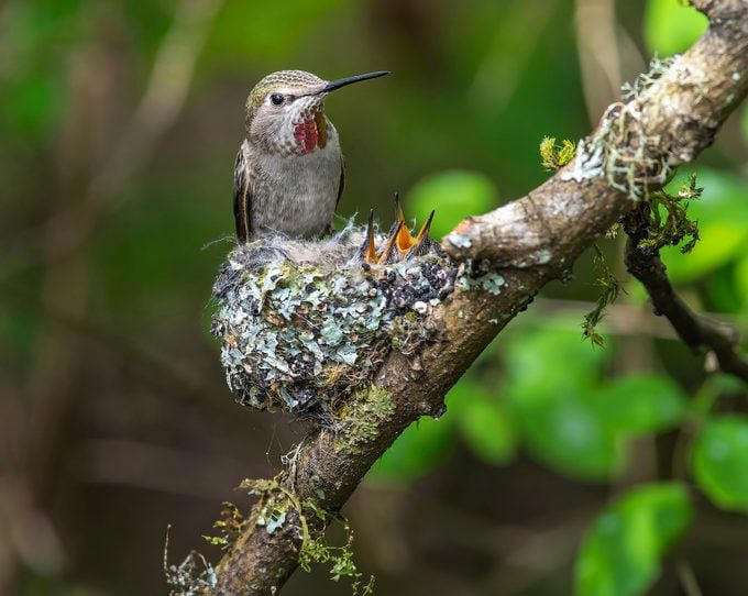 Everything You Need to Know About Hummingbird Nests