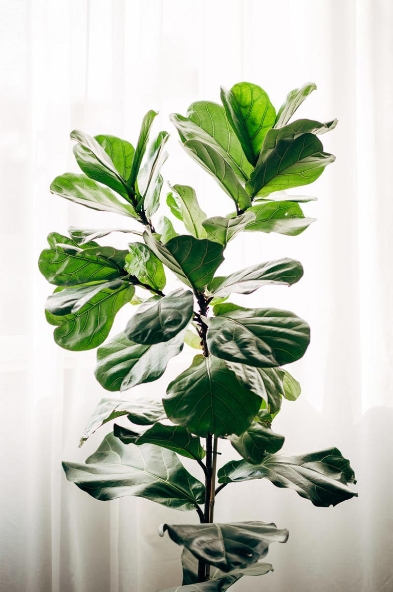 How to Care for an Indoor Fiddle Leaf Fig (And Actually Keep It Alive!)