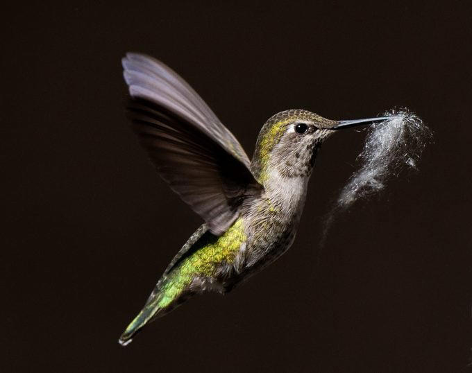 Everything You Need to Know About Hummingbird Nests