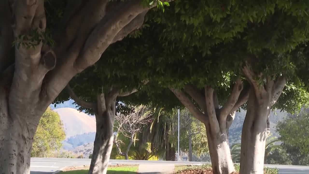 Cal Poly partners with CAL FIRE to form state's Urban Forest Strategic Plan Cal Poly partners with CAL FIRE to form state's Urban Forest Strategic Plan