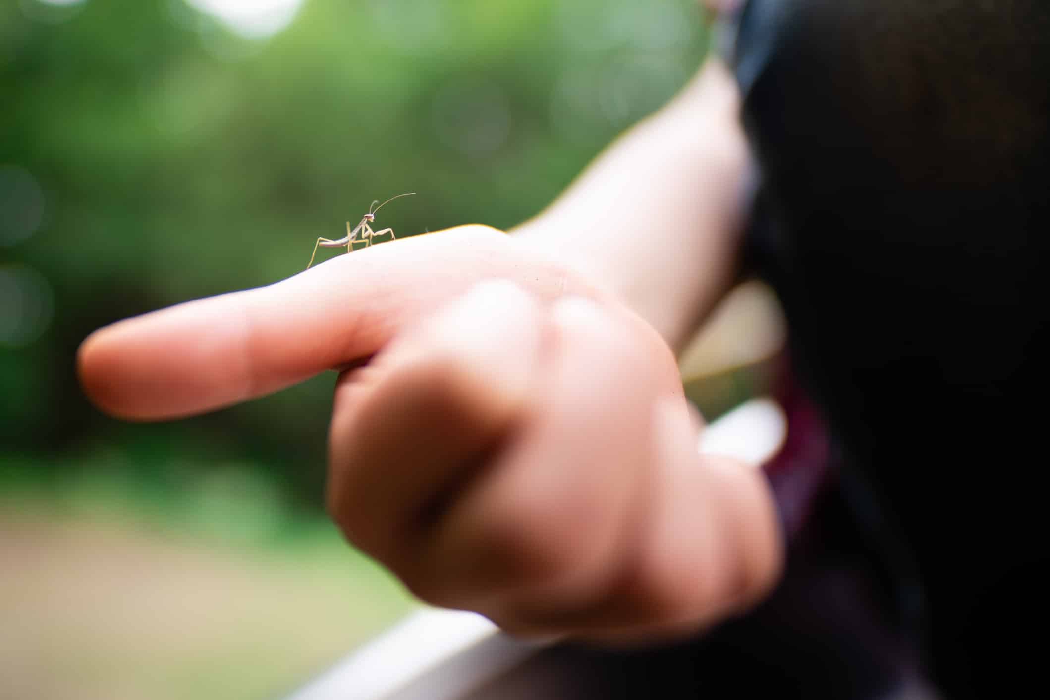 10 of the Smallest Insects in the World