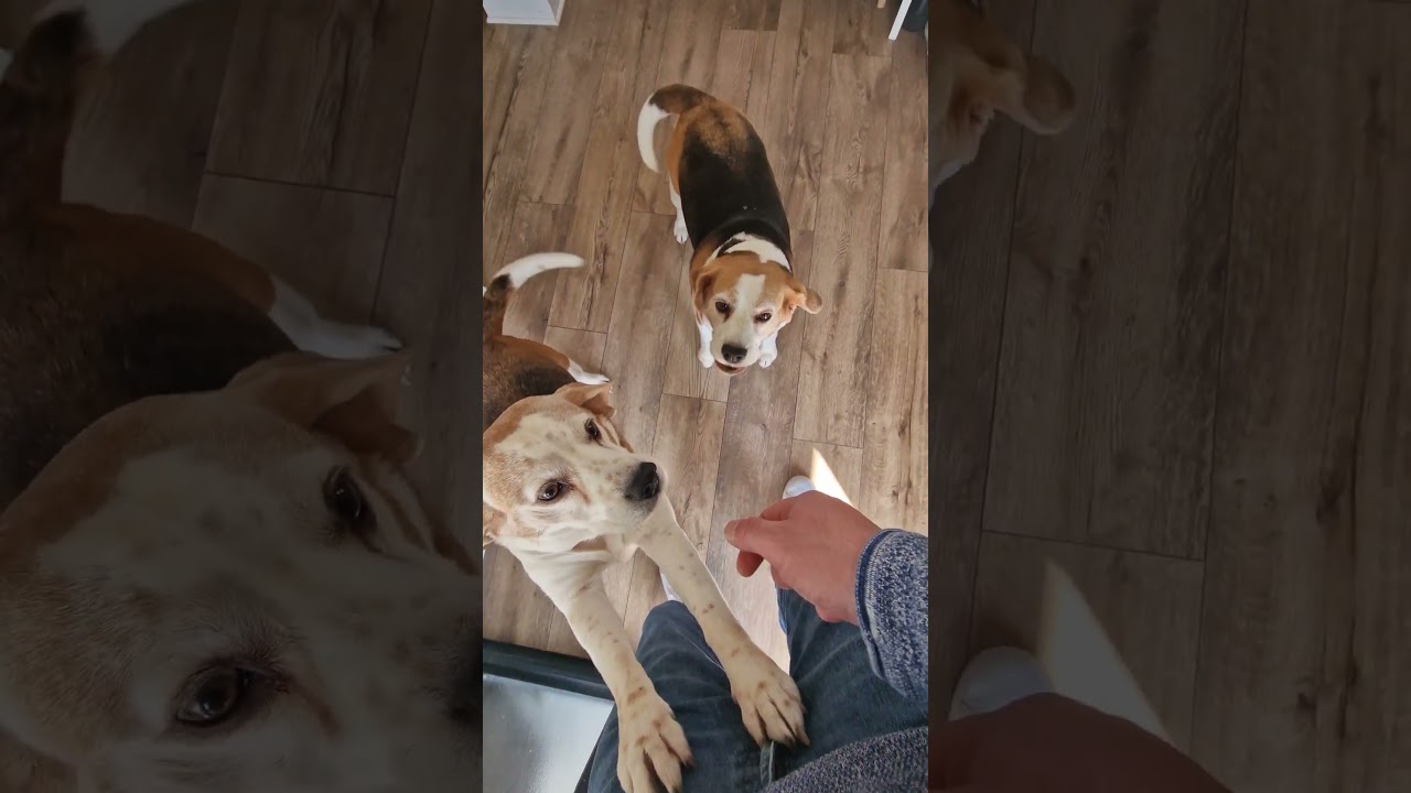All you need sometimes is the gentle love of a beagle