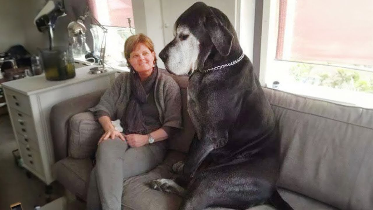 Great Dane moments that will leave you laughing