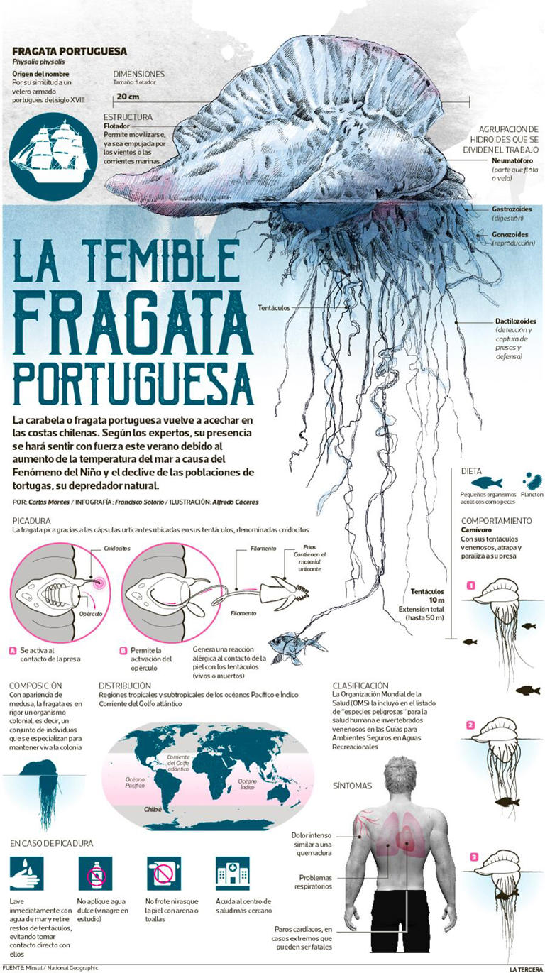 Comenzó la temporada de la fragata portuguesa en Chile: ¿cuánto afecta ...
