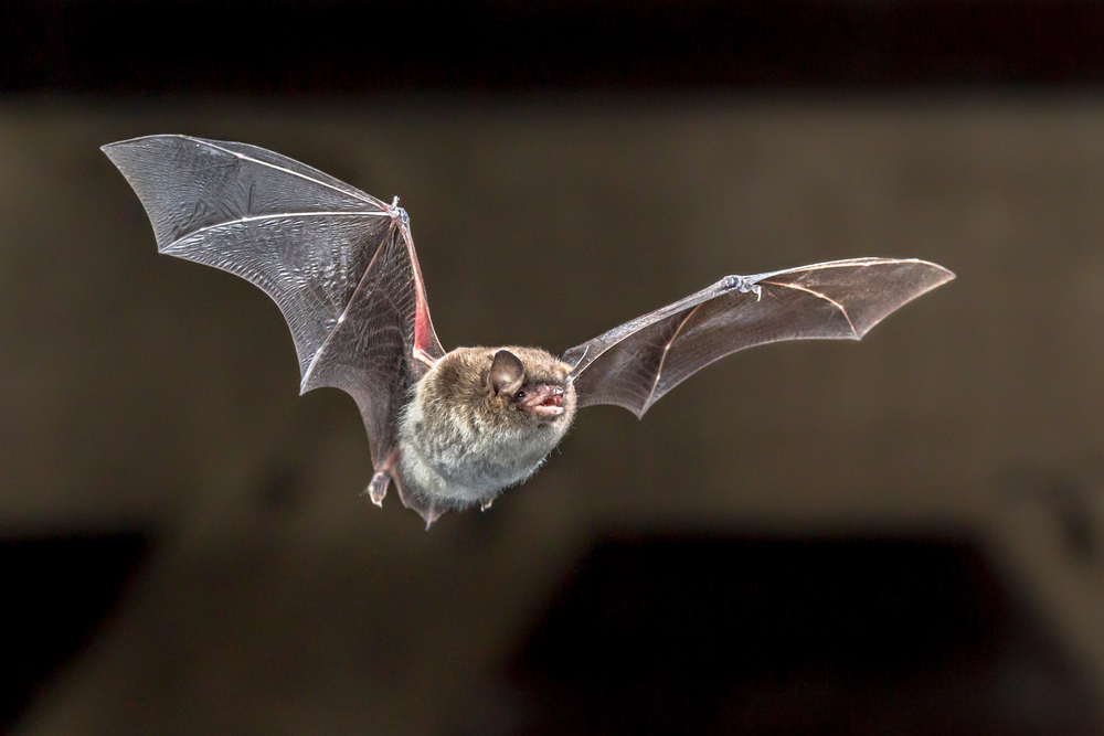 Gross But Weirdly Fascinating Facts About Bats & Bat Flu