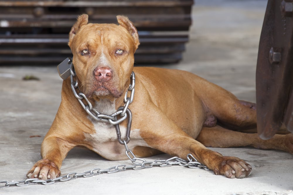 14 Fierce Dog Breeds That Are Every Intruder’s Worst Nightmare