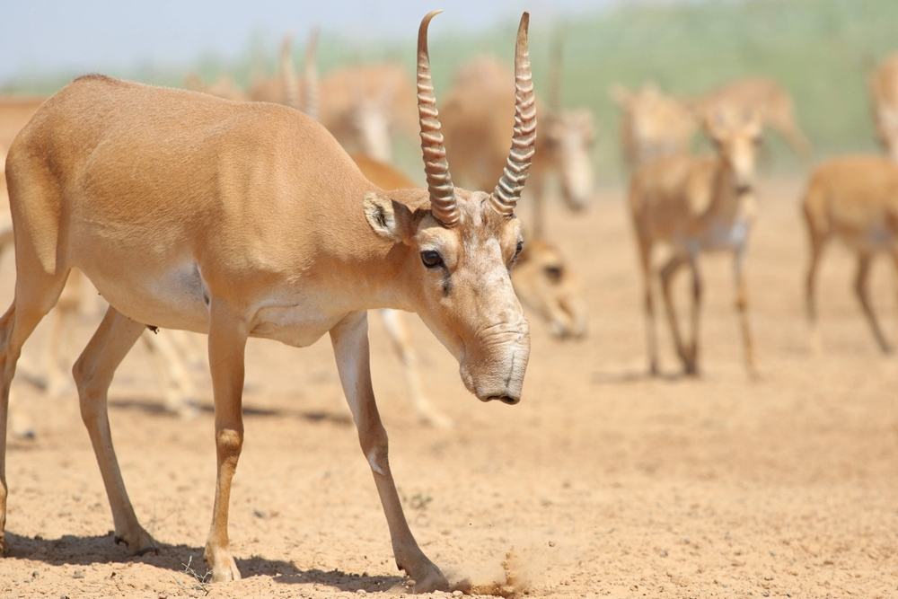 13 Of The Scariest Animals On The Planet You’ve Never Heard Of