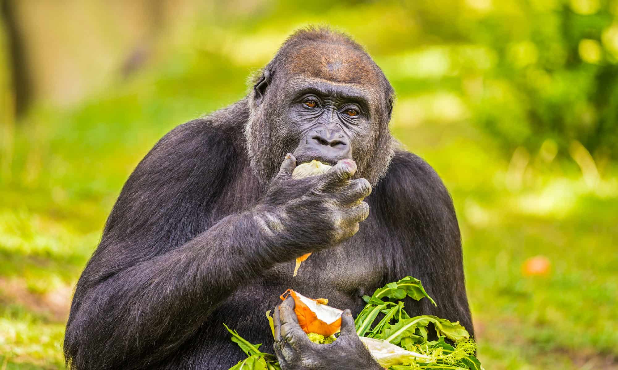 What Do Apes Eat? 9 Top Foods in Their Diet