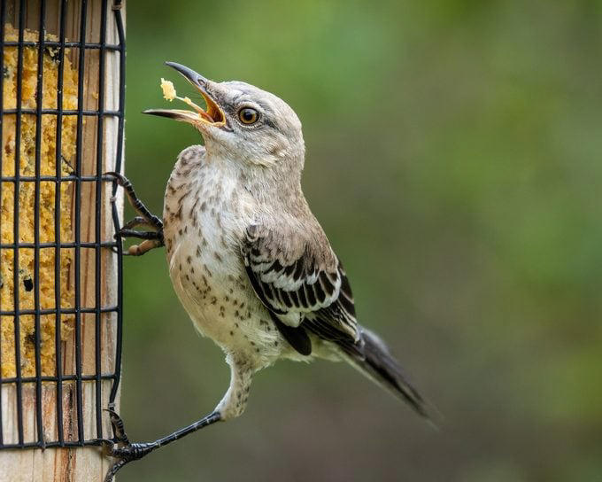 8 Common Questions About Suet for Birds