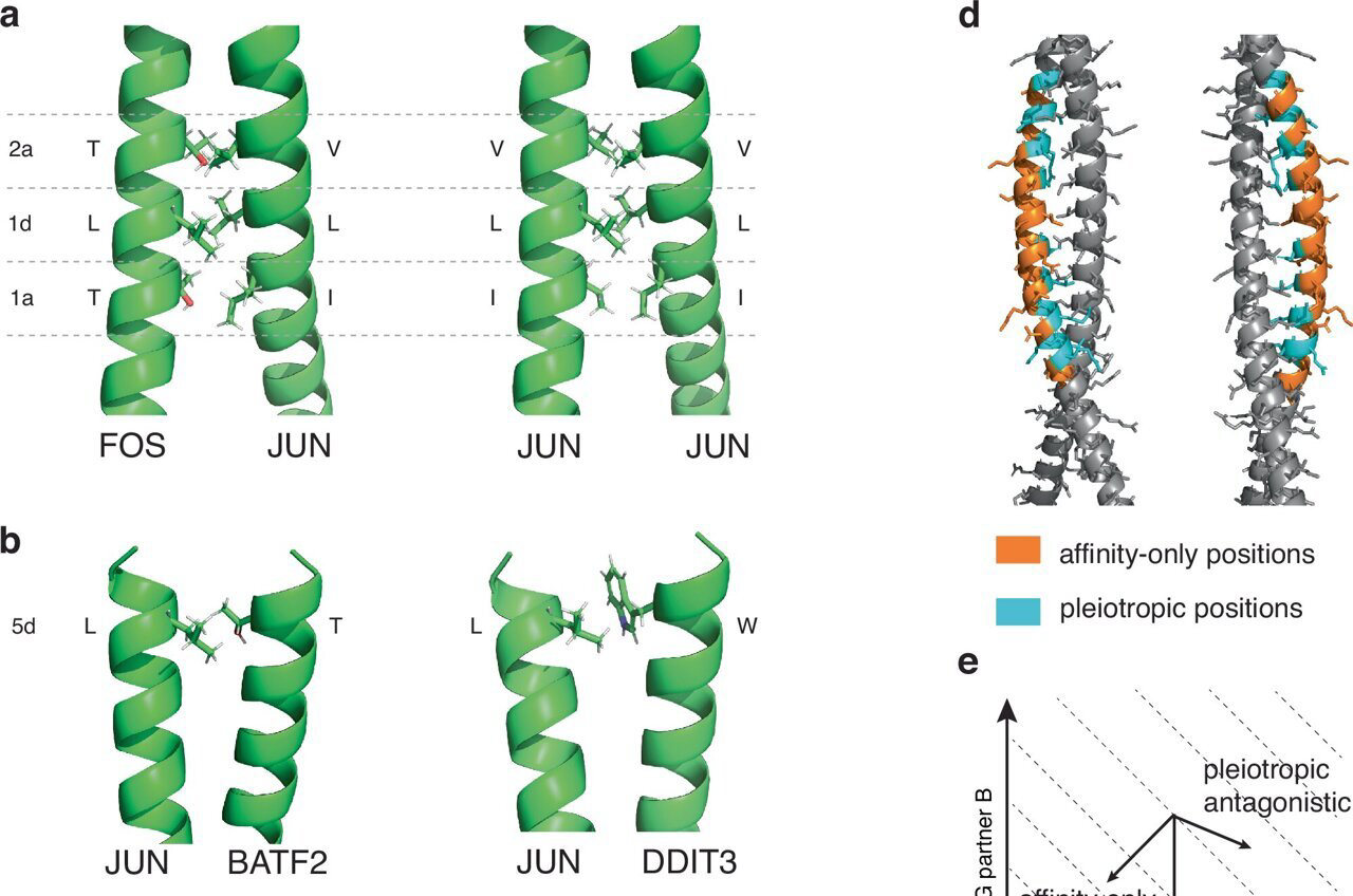 Decoding protein interactions to better understand how mutations ... Decoding protein interactions to better understand how mutations ...
