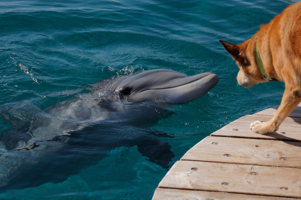 15 Strange Animal Friendships That Seem Too Weird to Be Real