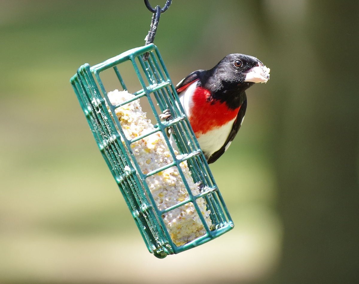 8 common questions about suet for birds
