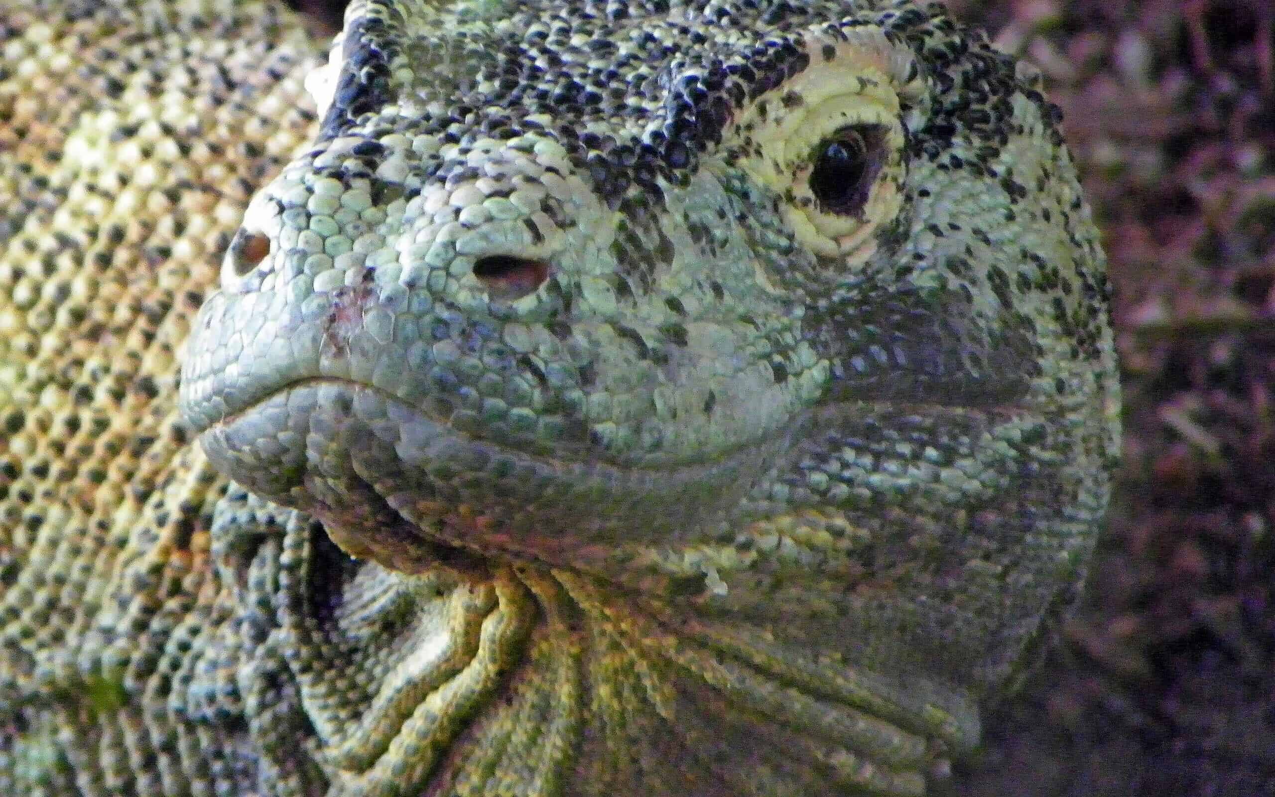 The Lizard That’s as Long as a U-Haul