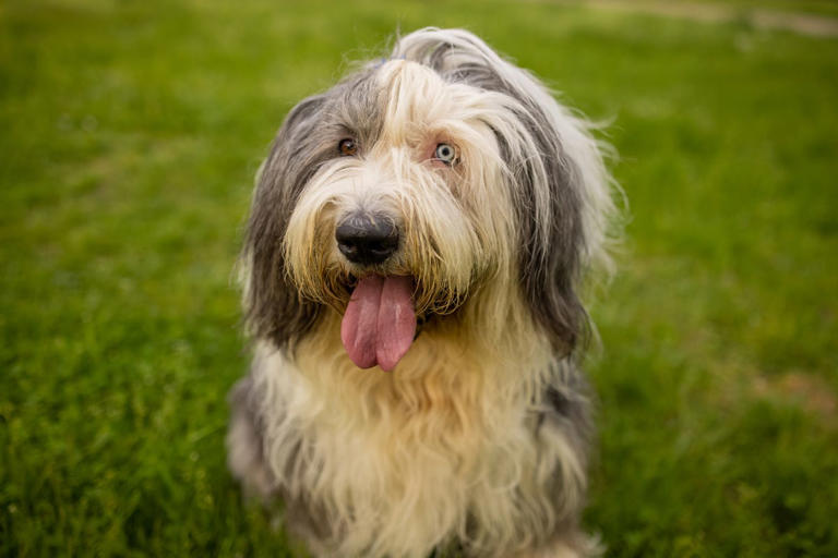 20 Beautiful Dog Breeds with Stunning Blue Eyes