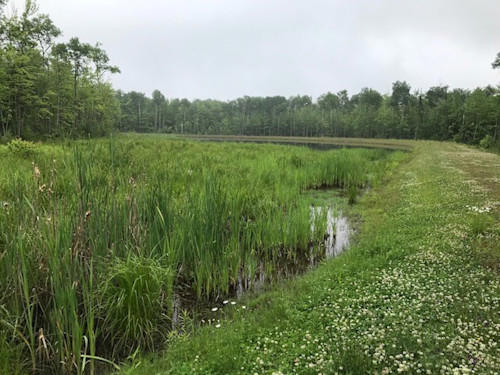 Forget eco-friendly de-icers. Wetlands can diminish road salt runoff
