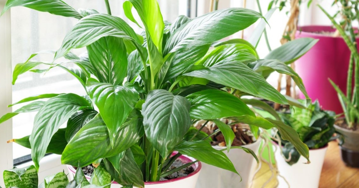 Drop disse 6 populære planter – de visner med det samme