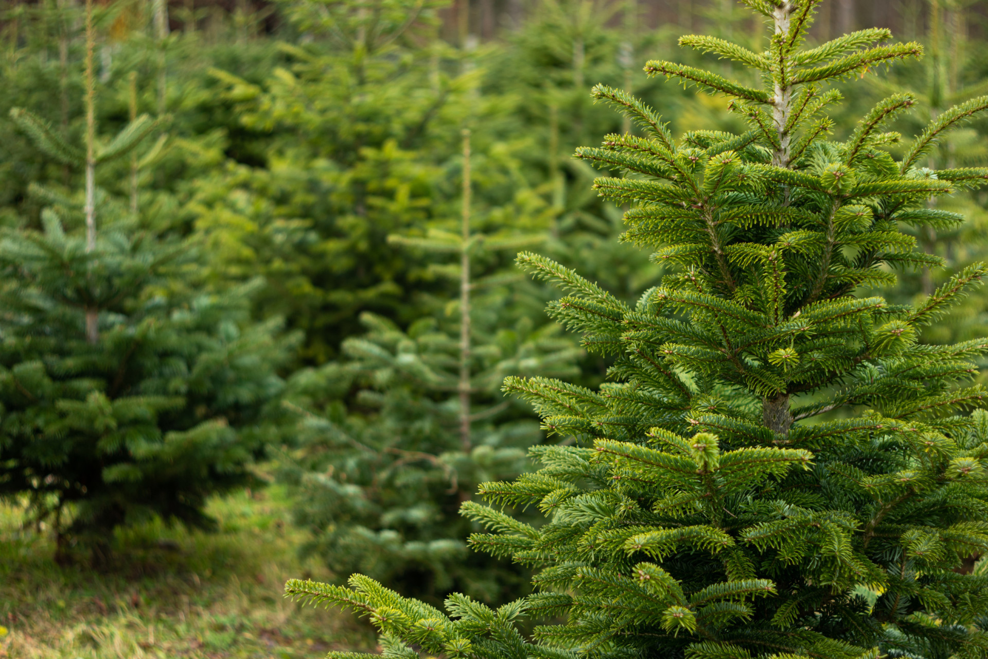 The pros and cons of a real vs. artificial Christmas tree