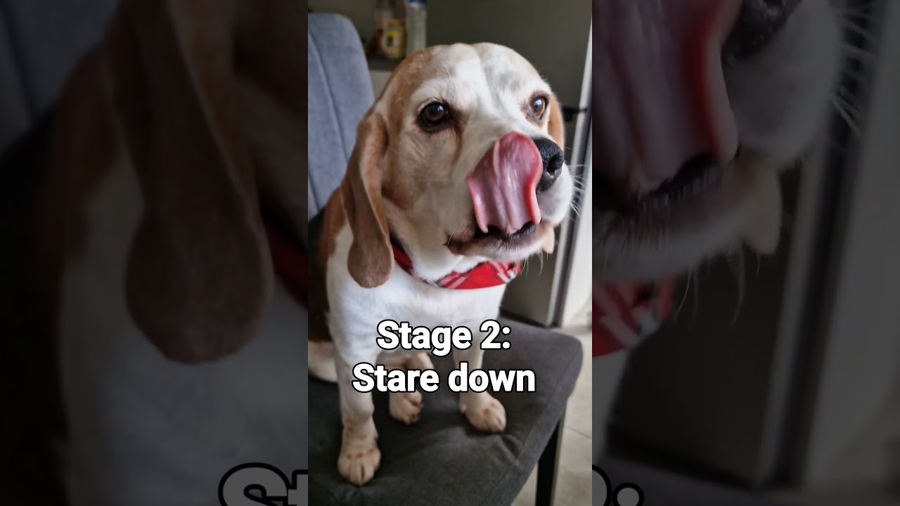 4 Stages of Beagle Begging—Too Real