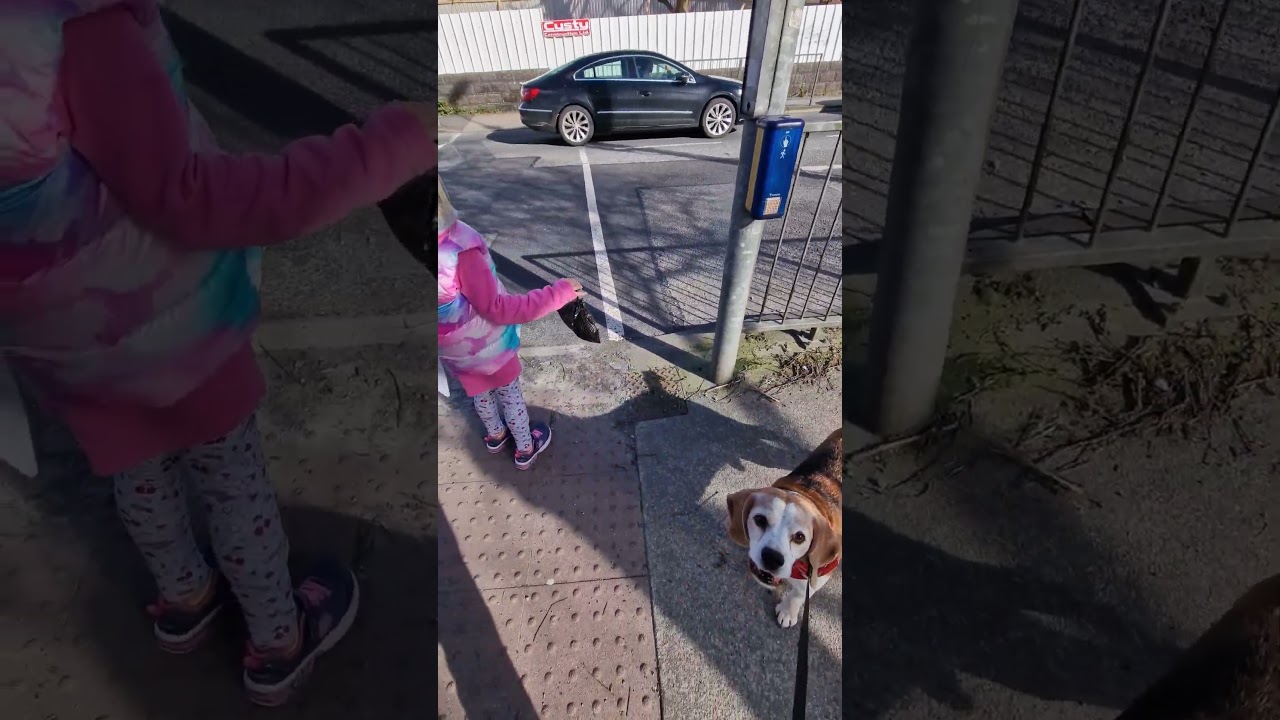 Beagles stall at red lights while plotting playful chaos