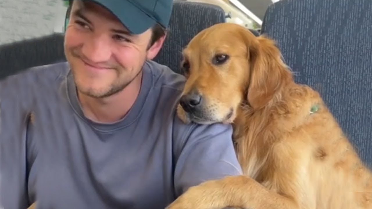 Dog understands you better than anyone else