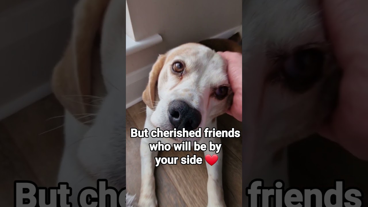 The Enduring Love of a Beagle