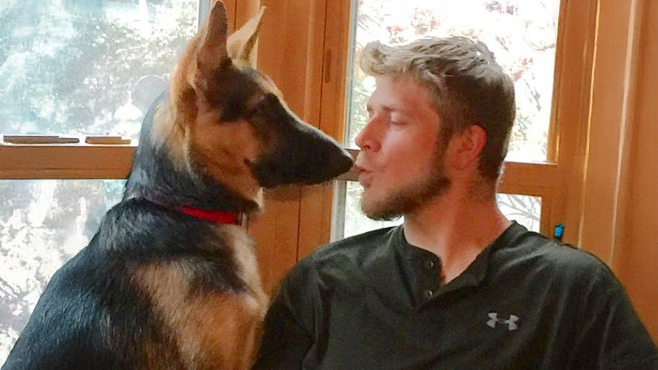 These Dogs Just Want to Stare at Their Humans All Day – Funny Dog Moments