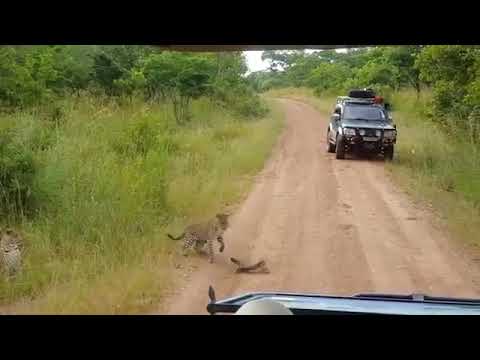 Mesmerizing Leopard Battles Monitor Lizard for Survival