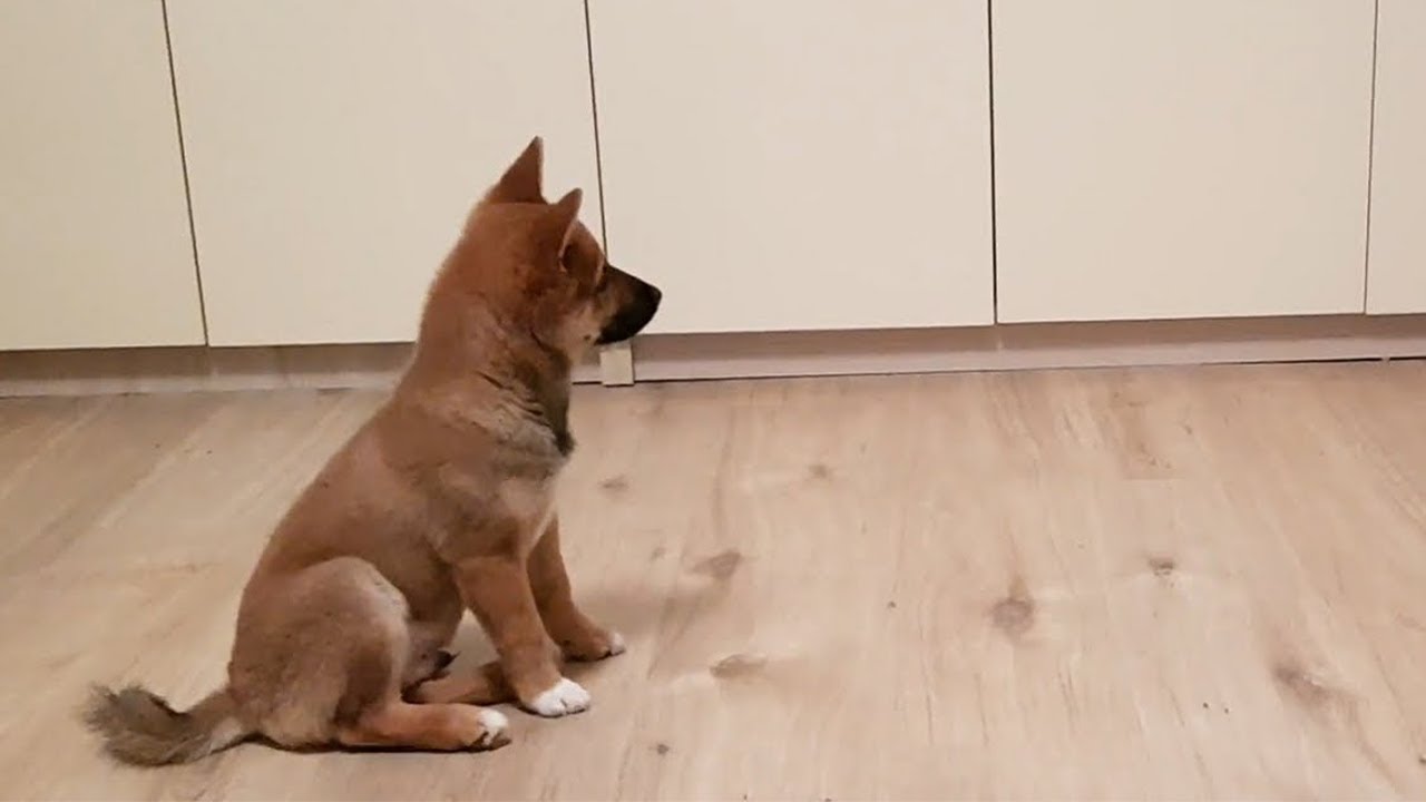 Nothing Warmer Than a Dog’s Welcome Home Greeting