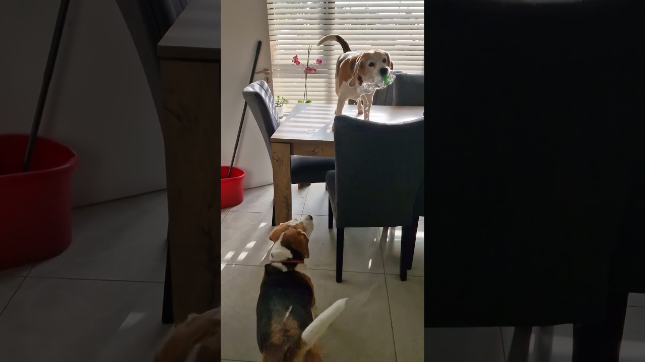 Too Excited to Sit—Beagle’s Treat Meltdown