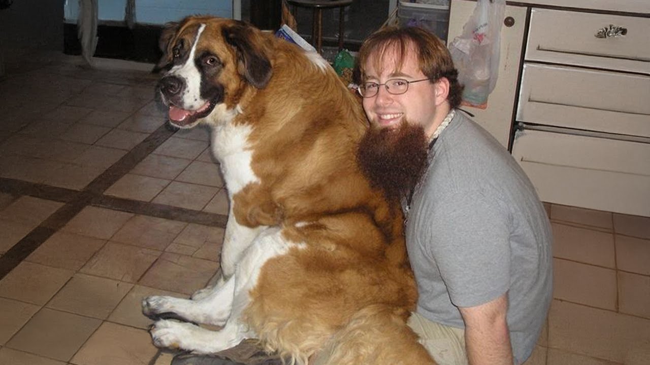 Dog believes he’s a baby, and it’s adorable