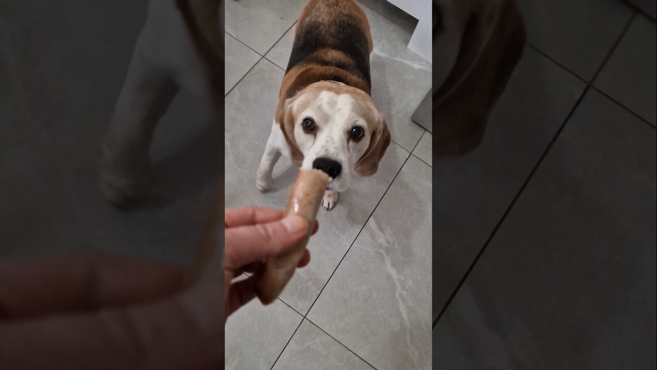 Every beagle owner knows the classic beagle tax rule