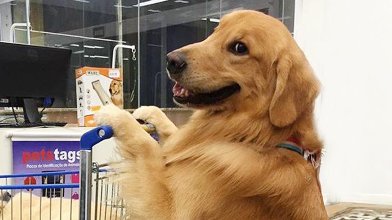Best funny animal videos with cats and dogs make us laugh
