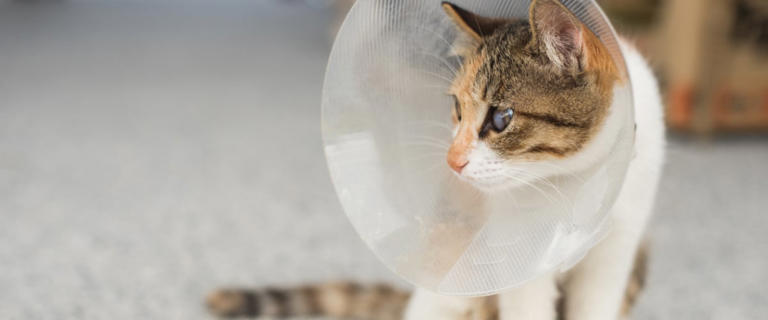 I cut my pet care costs by $1,200 a year — here are the 8 strategies ...