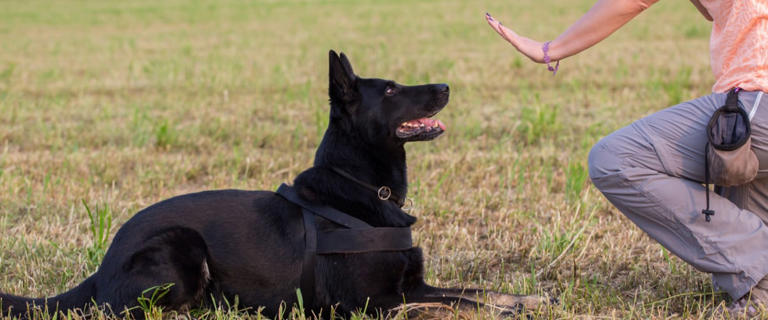 I cut my pet care costs by $1,200 a year — here are the 8 strategies ...