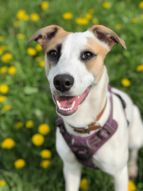 These 28 adorable dogs at Holly Hedge are looking for a forever home in ...