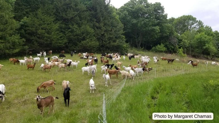 Rent a Goat: Turning Goatscaping into a Thriving Business