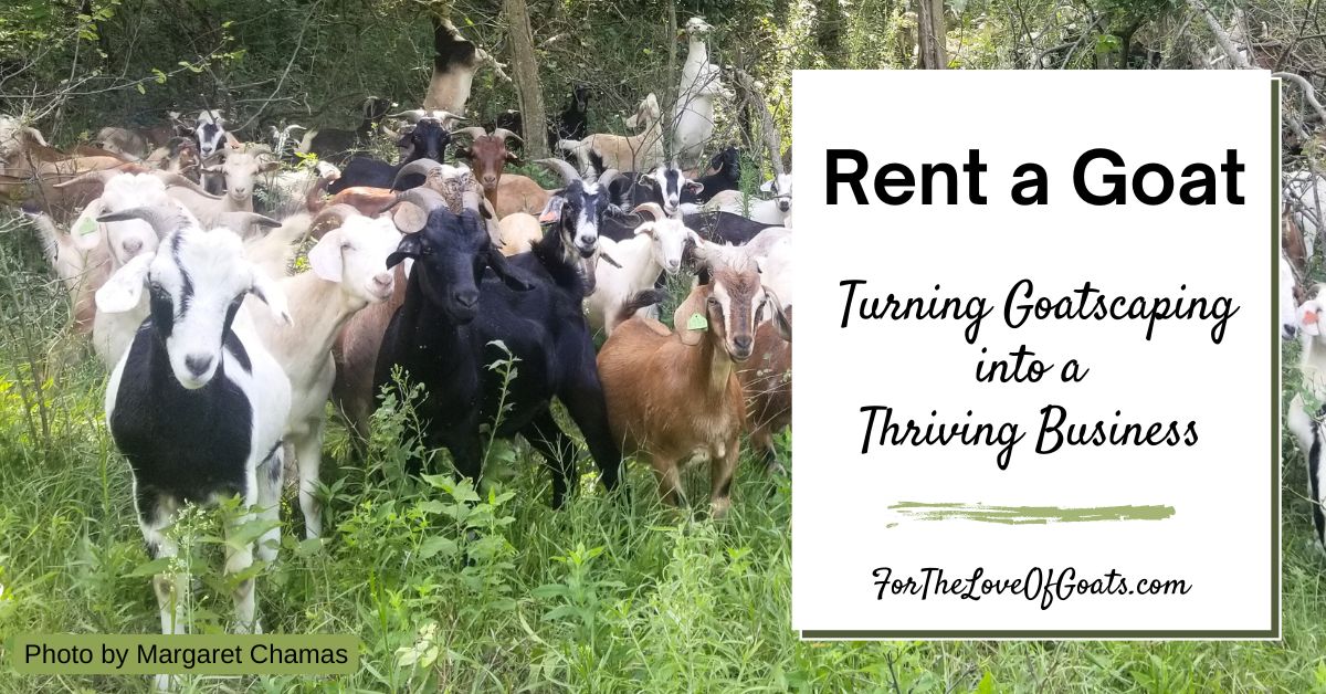 Rent a Goat: Turning Goatscaping into a Thriving Business