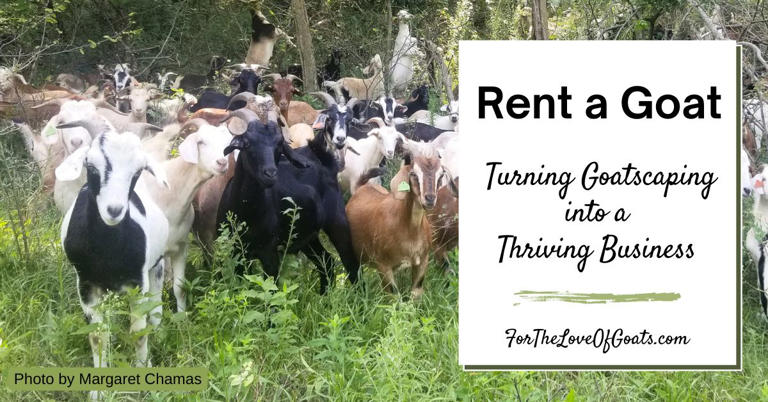 Rent a Goat: Turning Goatscaping into a Thriving Business