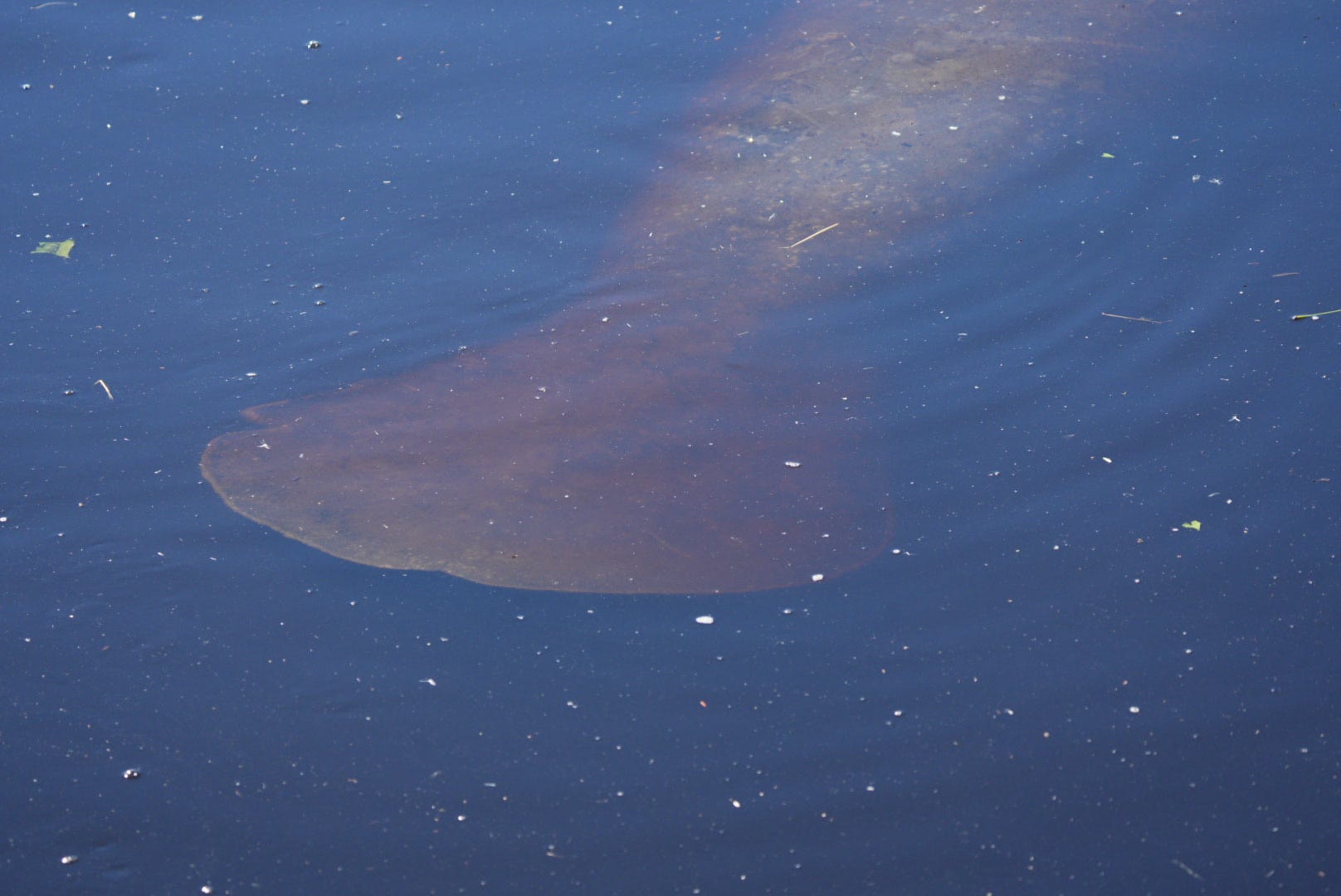 Manatees look so cute, cuddly. Is it actually legal to reach out and ...