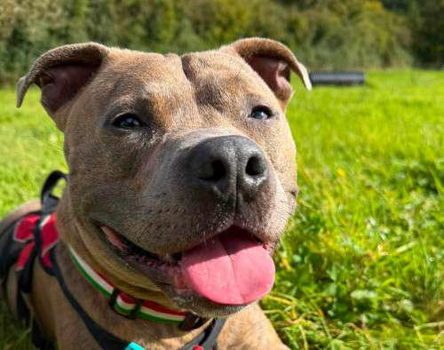 These 30 cute dogs at Holly Hedge Animal Sanctuary looking for homes in ...