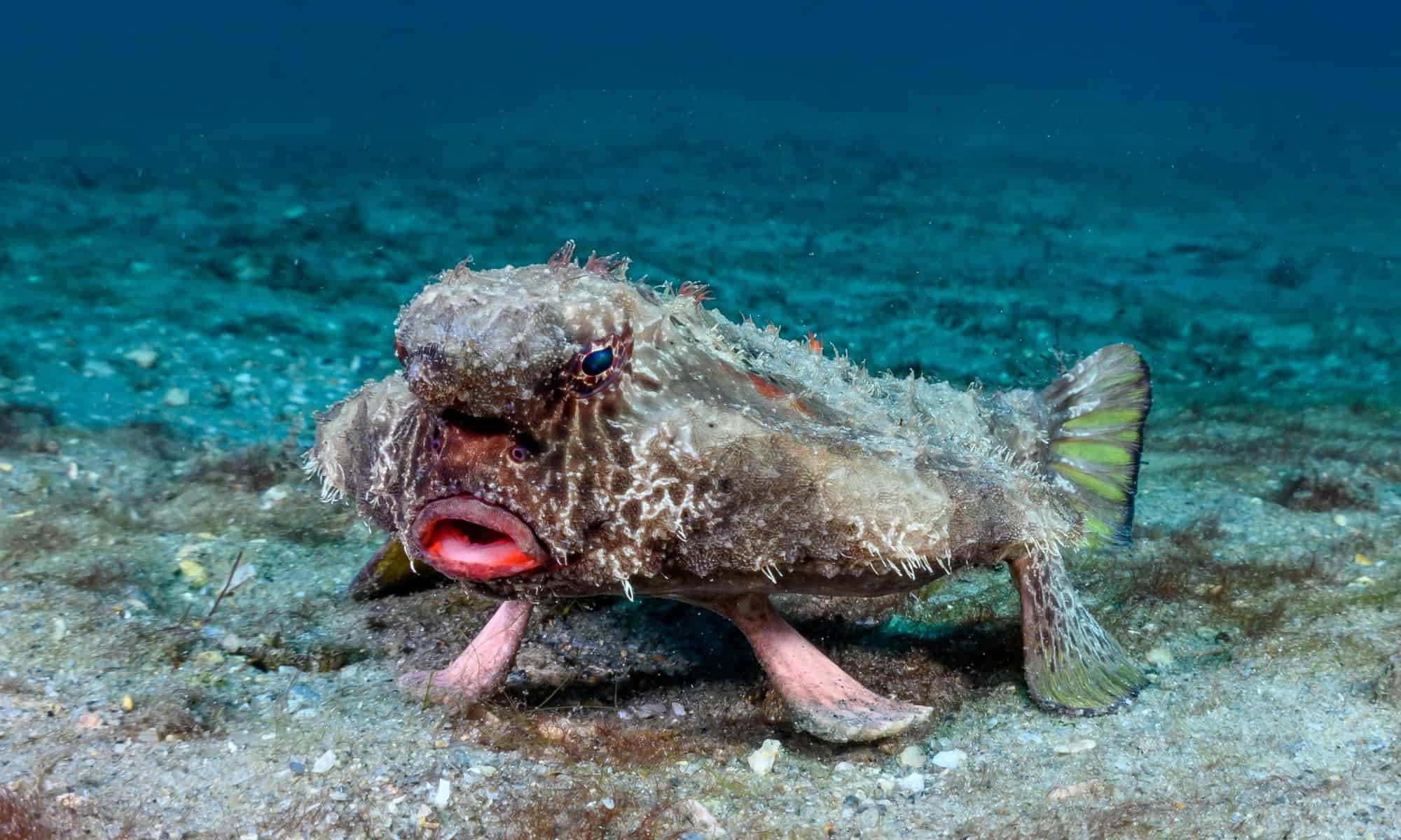 These Strange Animals Almost Look Too Weird to Be Real
