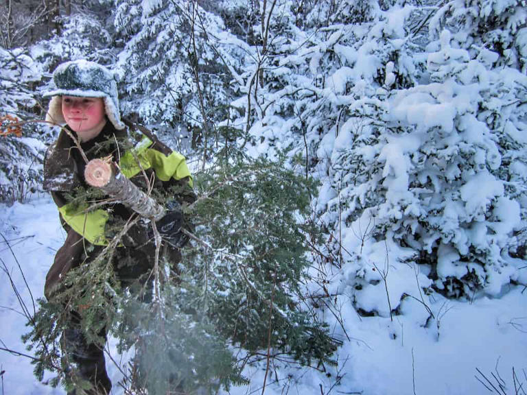 Cut Down a Wild Christmas Tree in Your National Forest