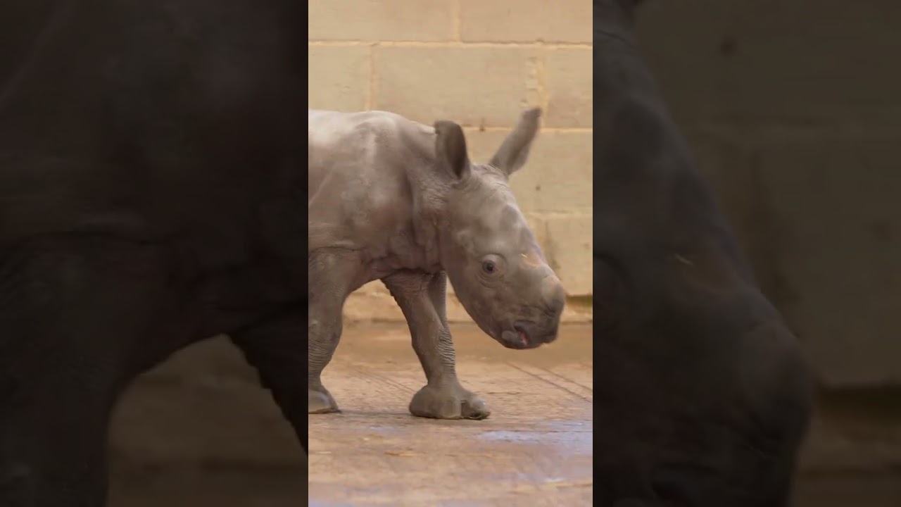 Baby rhino explores the world with gentle curiosity