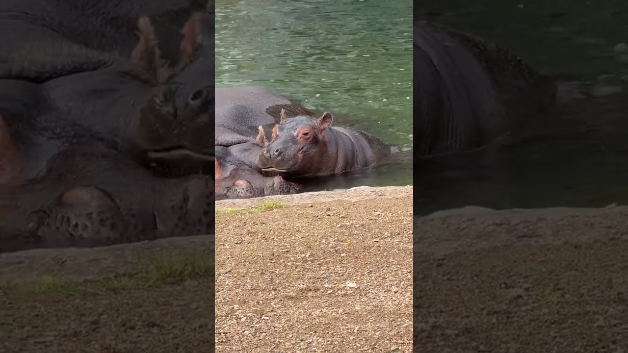 Baby hippo gets comfy and melts many hearts instantly