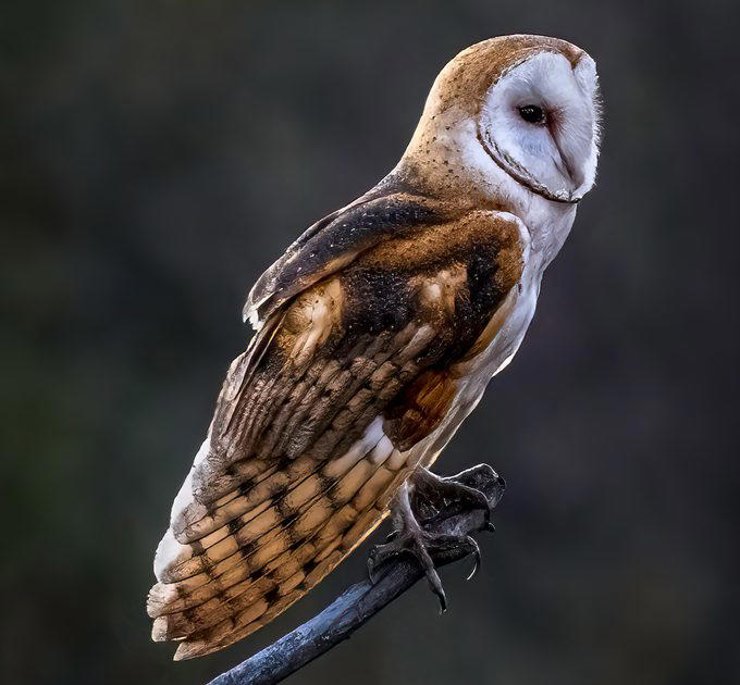 Discover the Types of Owls in North America