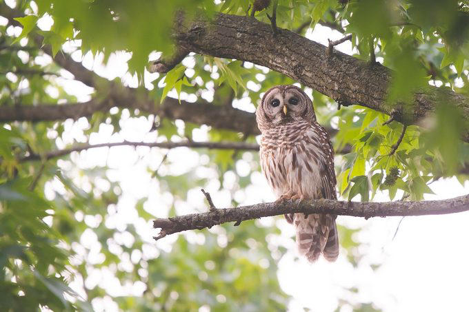 Discover the Types of Owls in North America