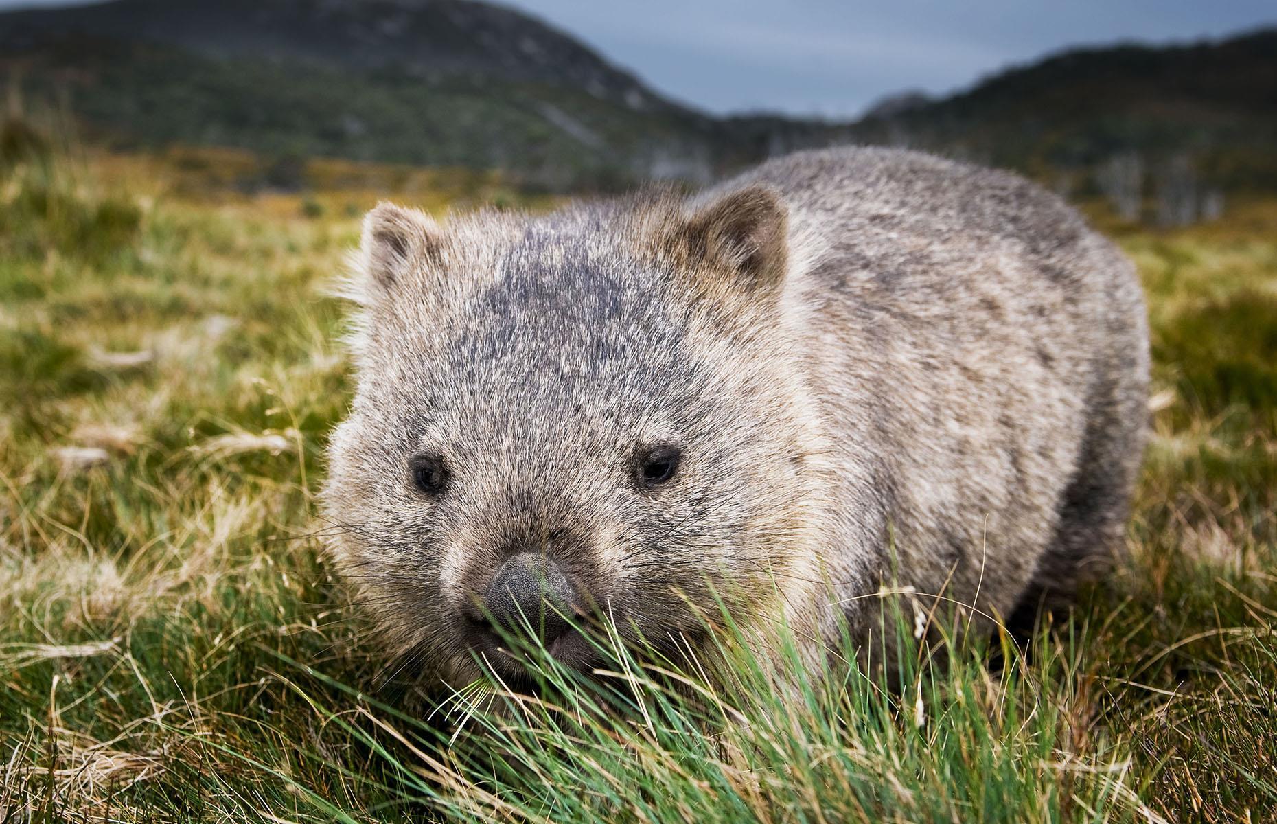 The top 50 things visitors love about Australia, ranked