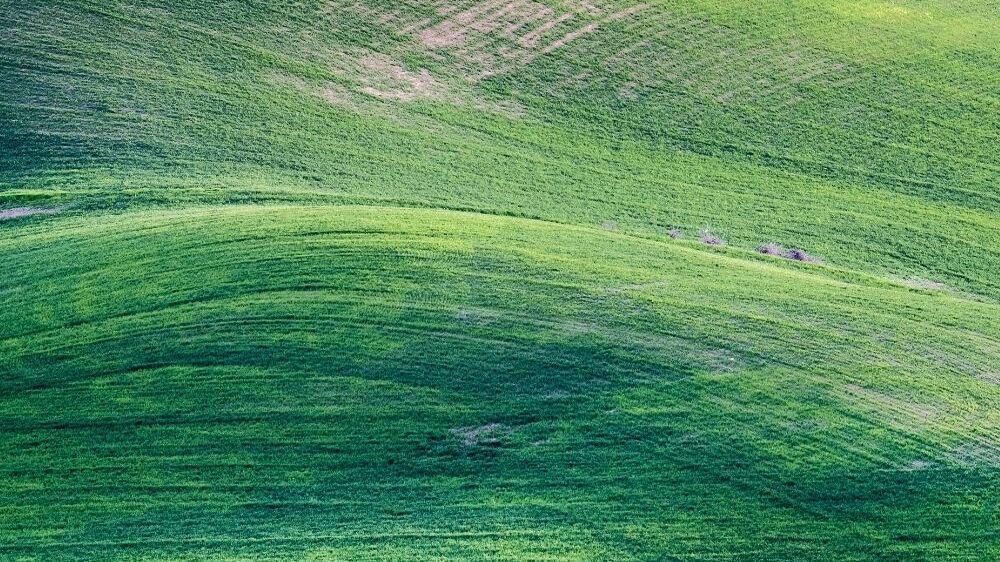 Significato del colore verde: speranza, fortuna e invidia