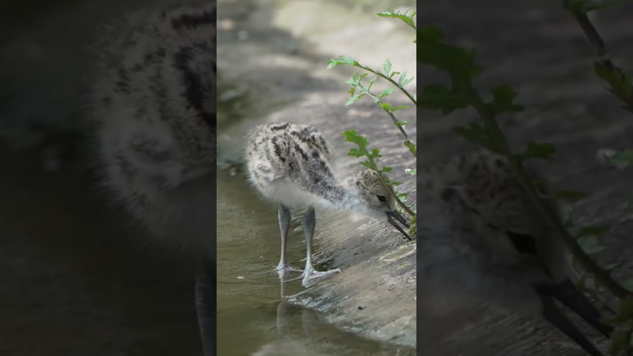 Black-necked stilt watches over tiny chicks